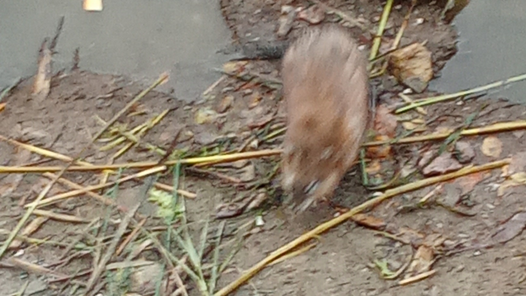 онтадра- мускусная крыса