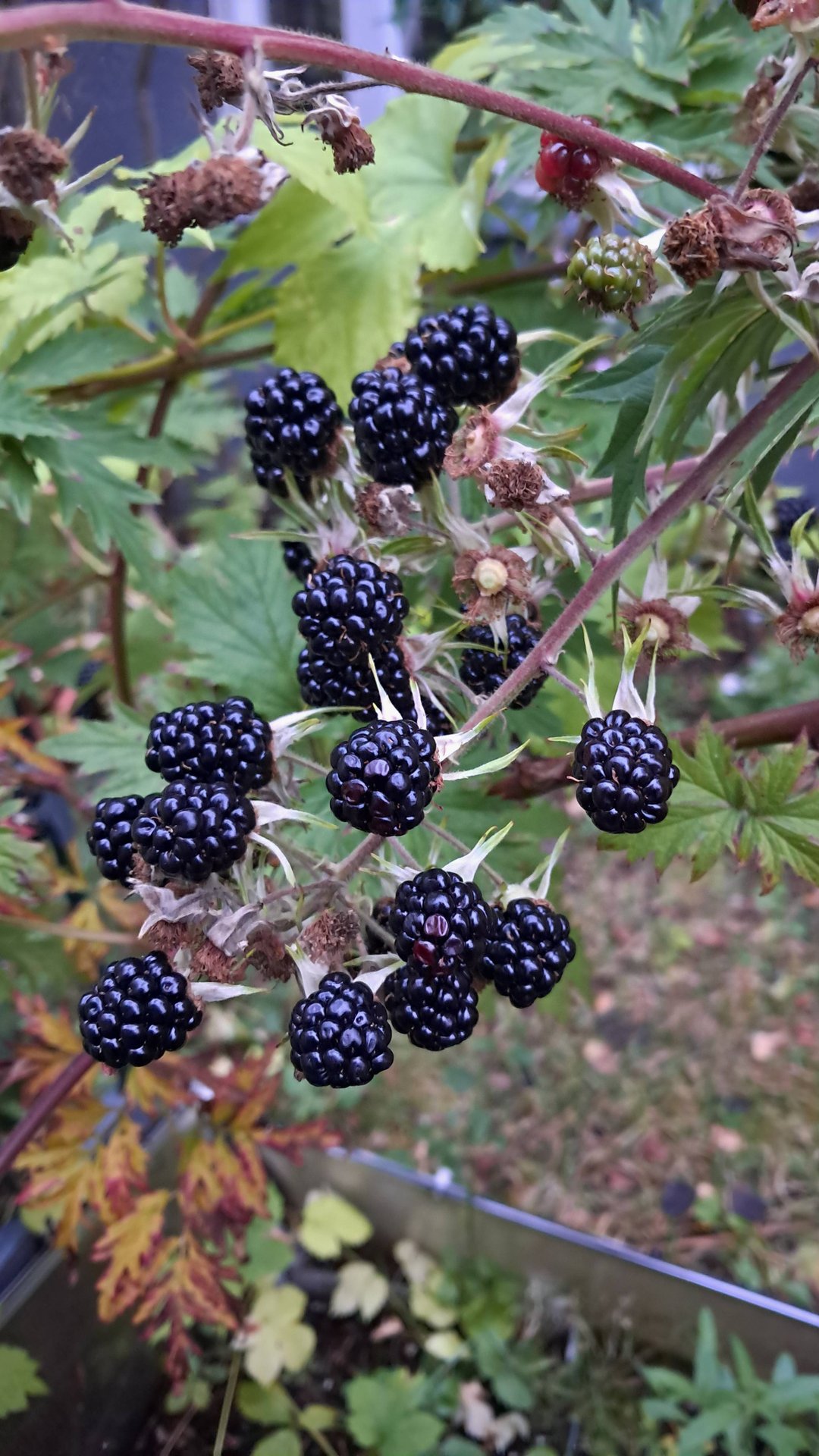 Ежевика в моем садике