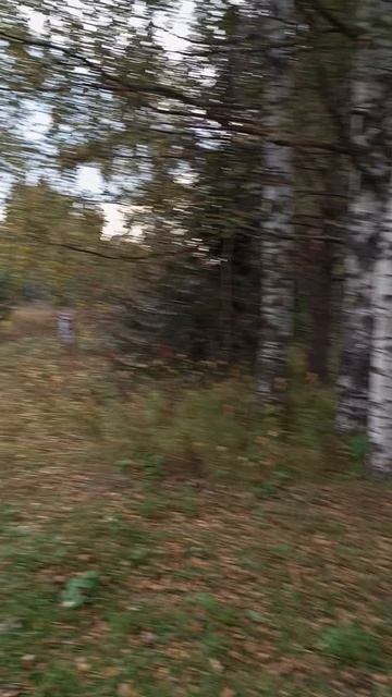 10_Утренний выход в лес