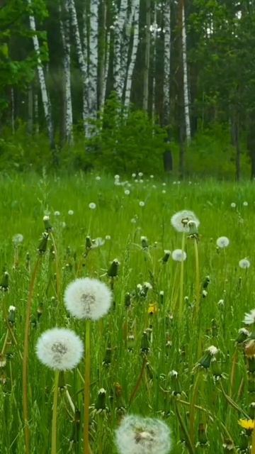 БЕРЕСТА НА ВЕС ЗОЛОТА