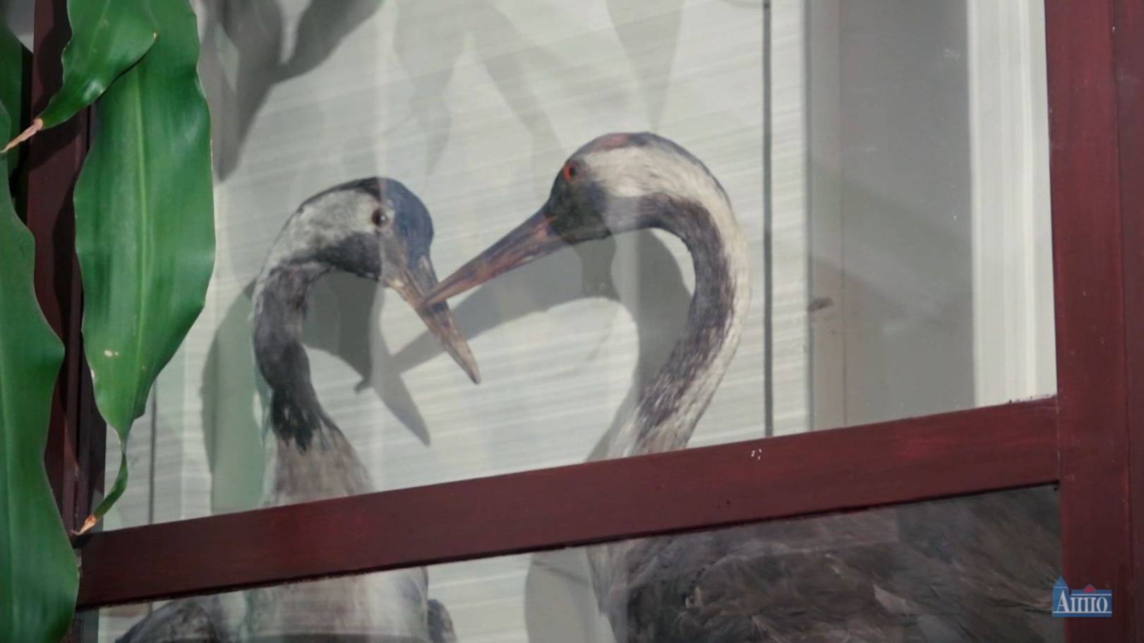 Экспонаты Биологического музея СПб АППО