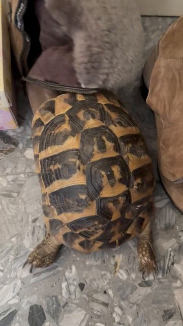 Страсти по-черепашьи