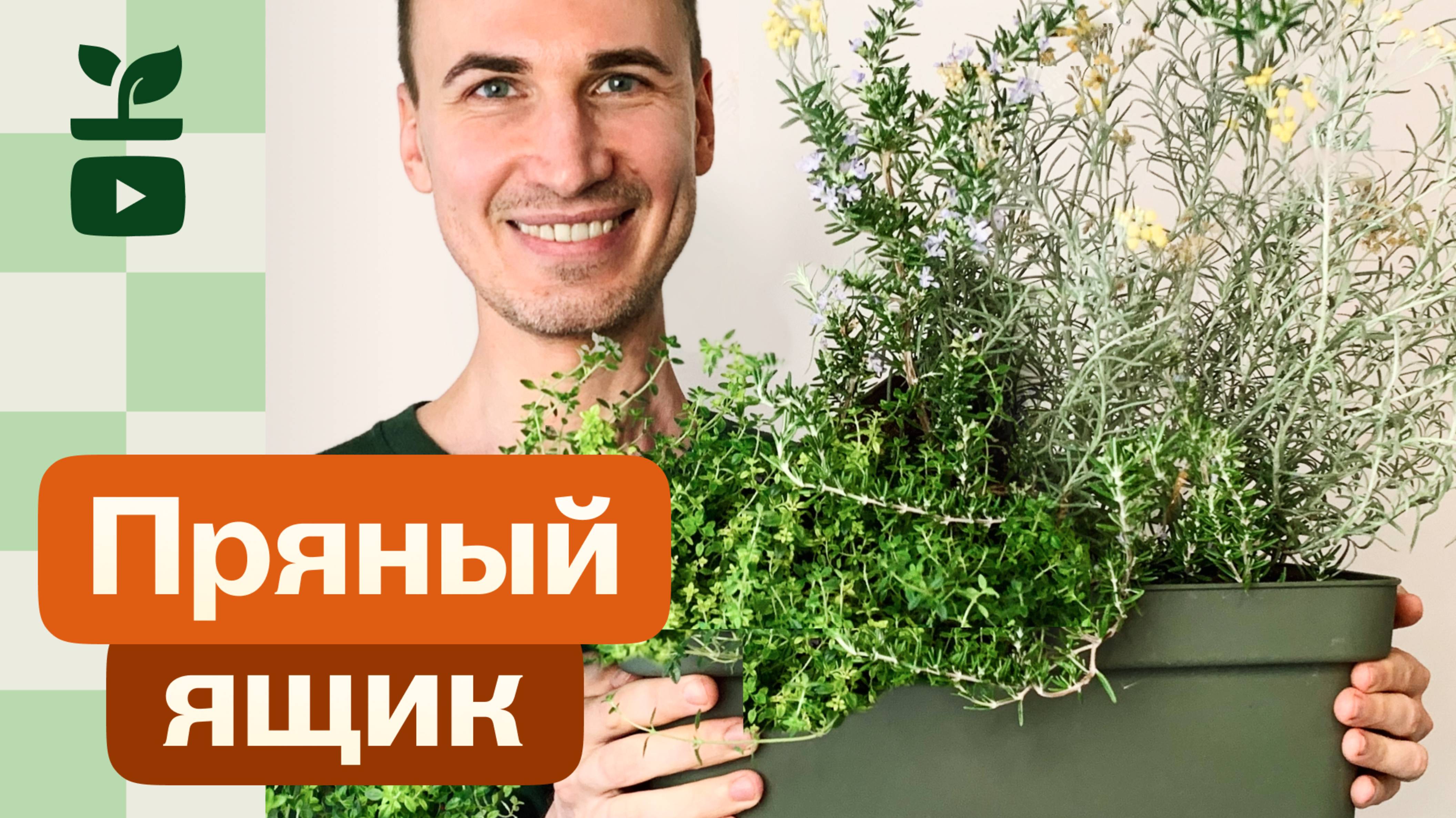 Пряный ящик: Розмарин обыкновенный, тимьян (чабрец) ползучий и карри-плант.