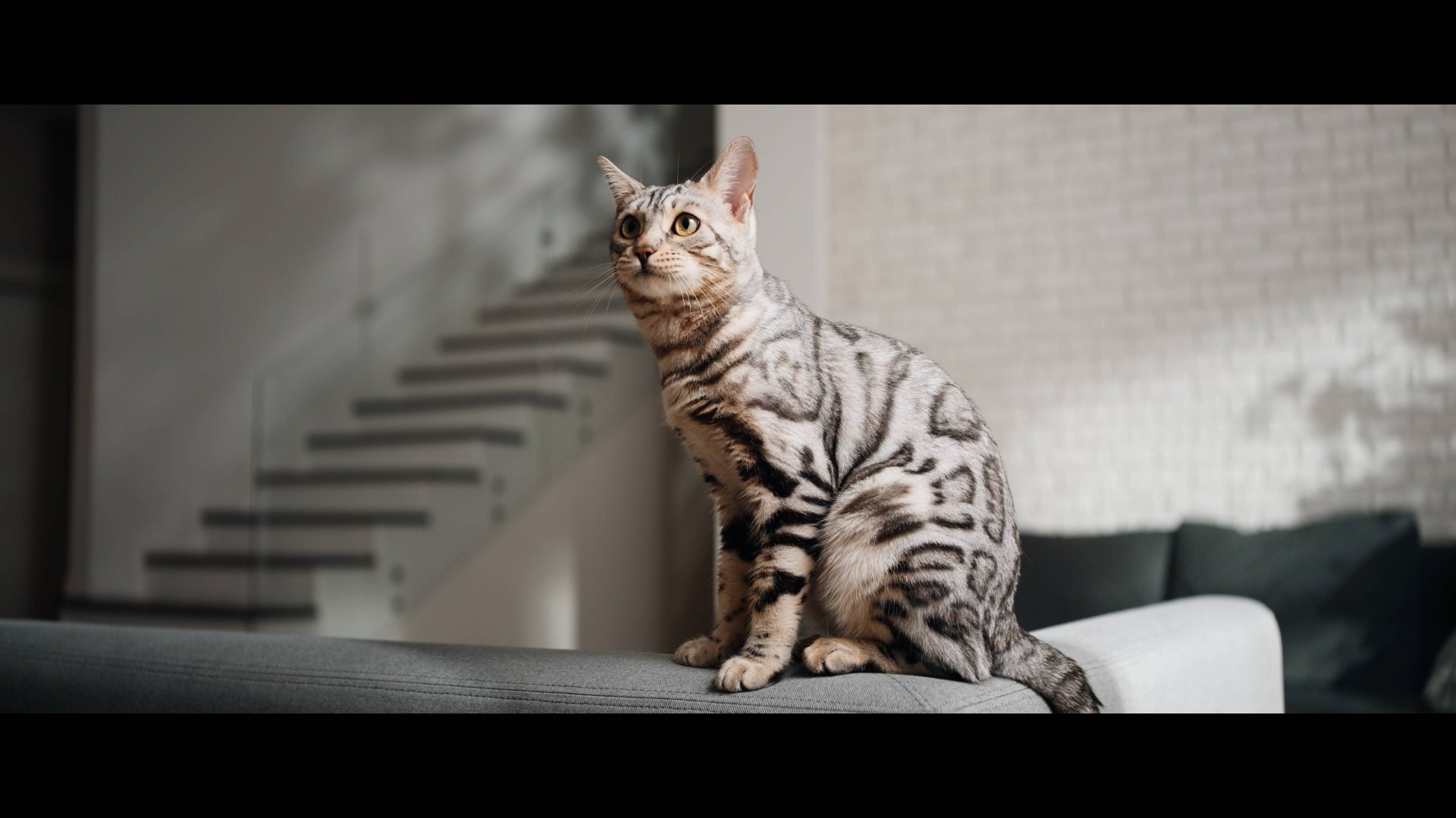 Реклама премиум корма для кошек Marly & Molly