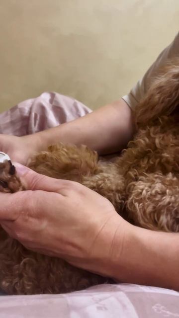 Абрикос на маникюре | Той-пудель