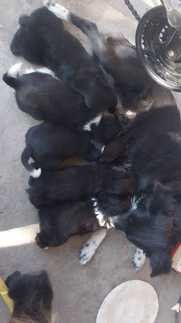 Щенята словно напали на мамусю :)