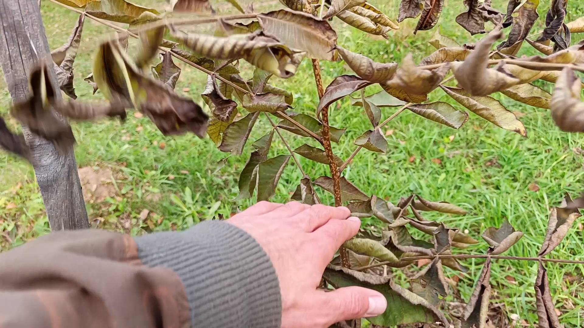 Корневая подкормка ореховой аллеи фосфоритной мукой
