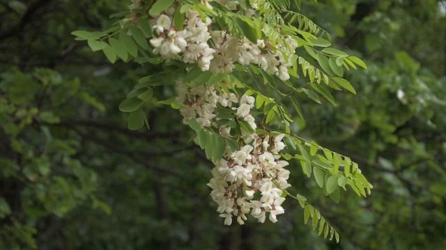 ✨Этот романс — словно аромат весенней акации… @Космическийкругпесни