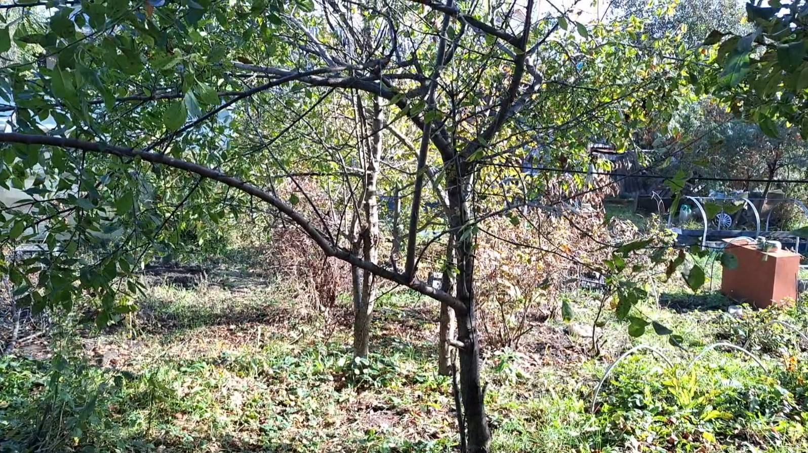 Обрезаю сливу, яблоню, жизнь на даче.