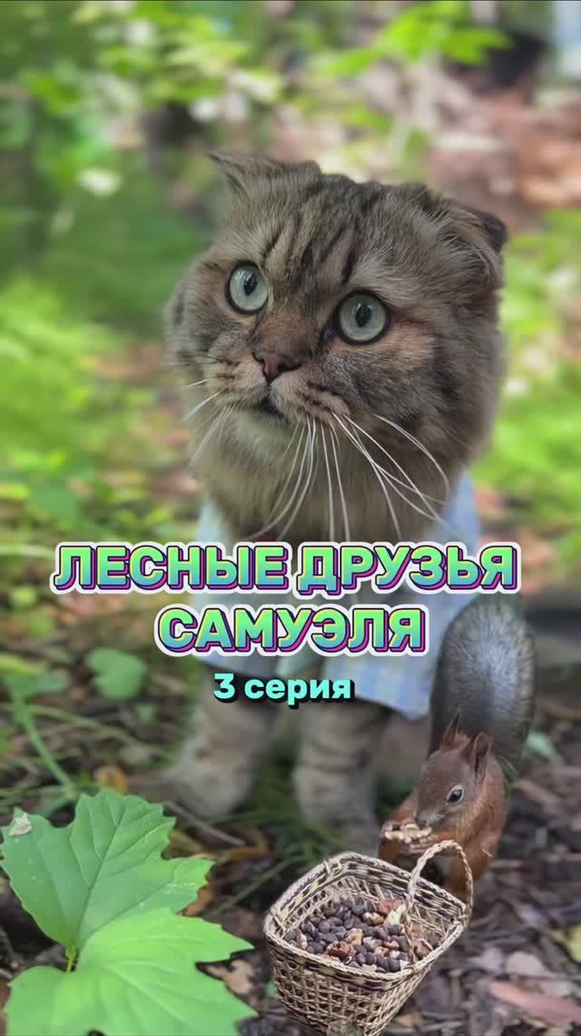 Зачем белки прячут орешки?🐿️🌰 #котики #белки #сериал