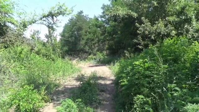 Петарда SUPER BULL DOG