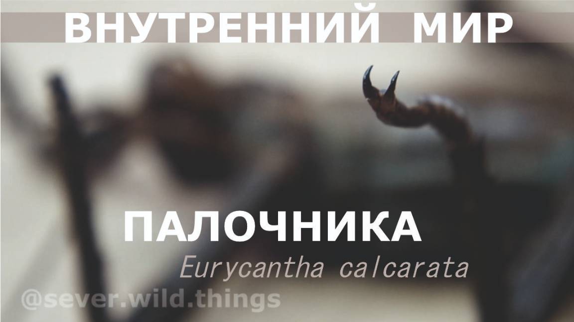 БОГАТЫЙ ВНУТРЕННИЙ МИР ПАЛОЧНИКА