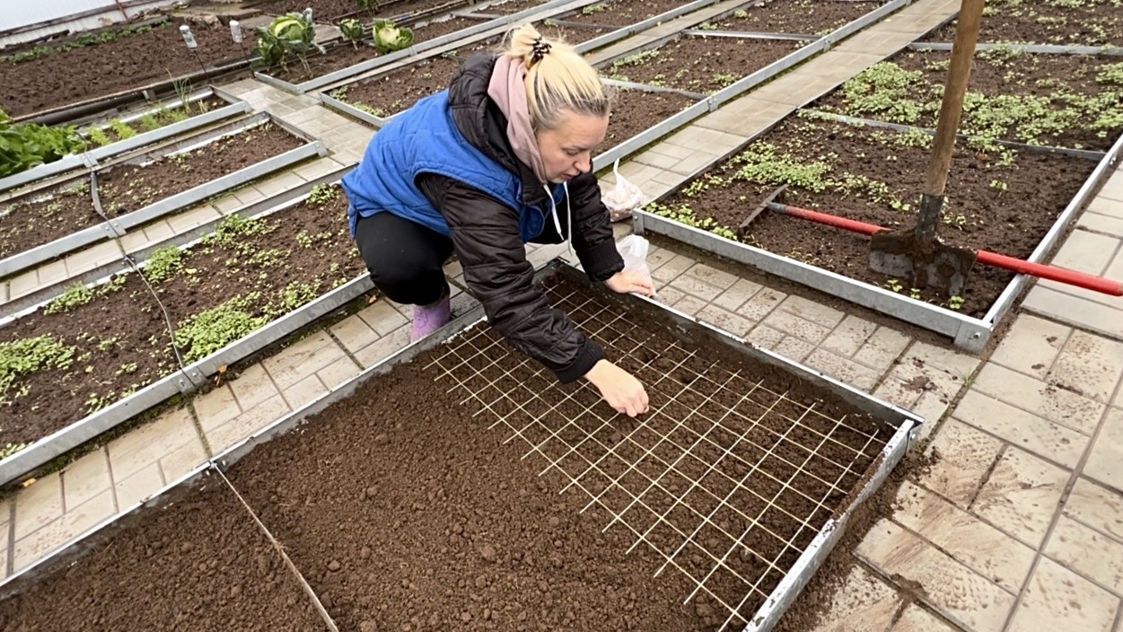 27 сентября. Часть 4. Посадка озимнего чеснока 🧄