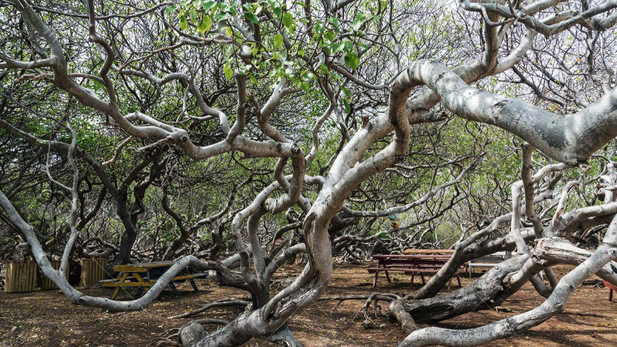 Манцинелла - дерево смерти.