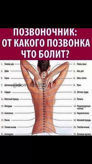 Позвоночник: От какого позвонка что болит