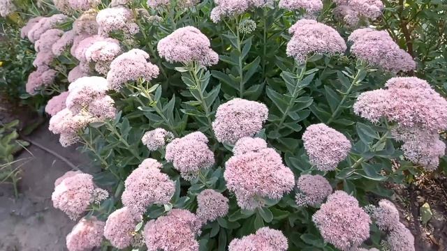 07-10-2025 Убираем огород Сжигаем траву Осенние хлопоты(архив)