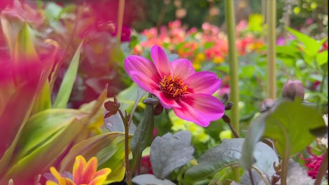 Эти сады удивительны! Расслабляющая экскурсия по звукам природы и умиротворяющему цветочному саду на