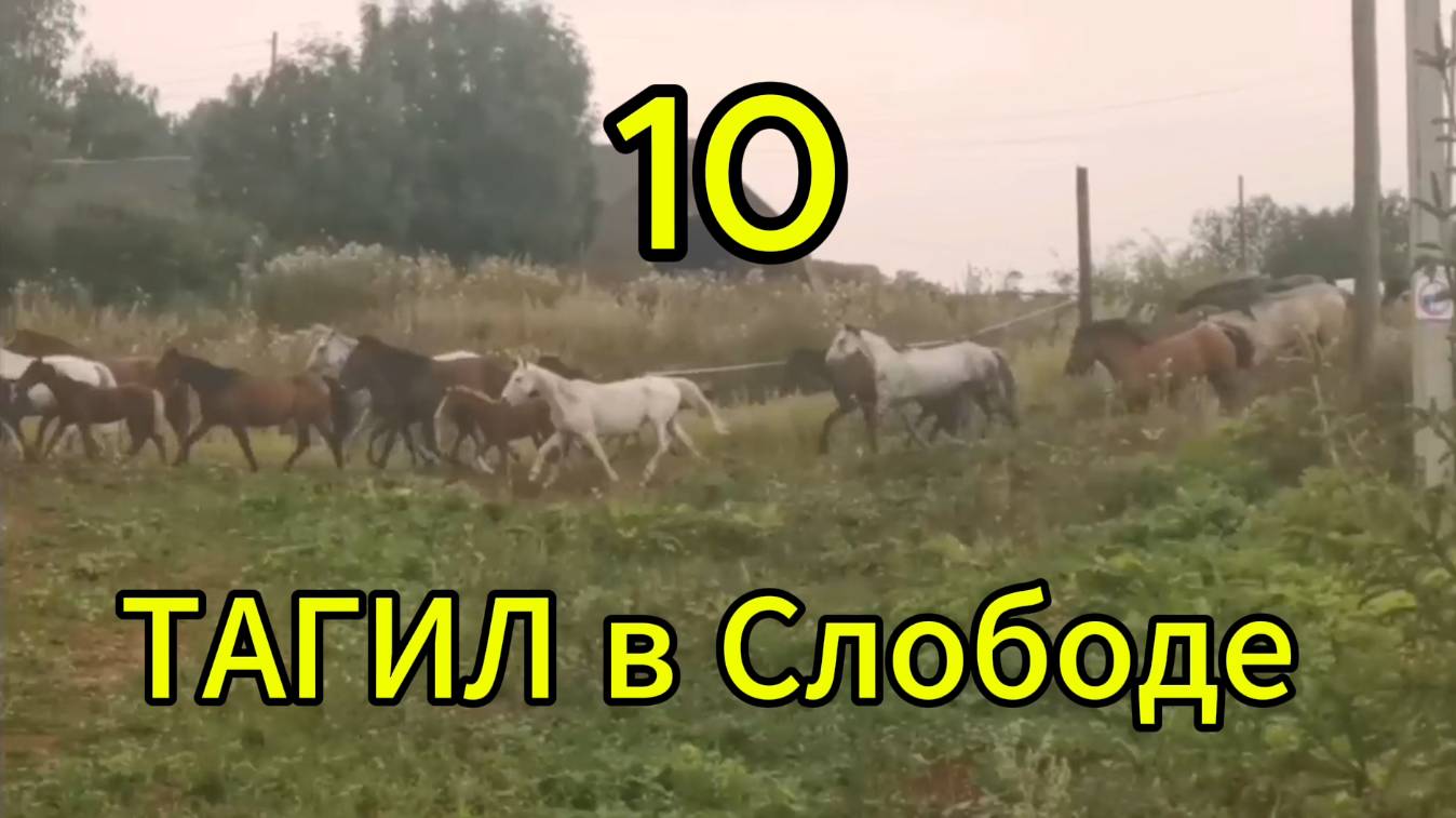 Автопутешествие из Нижнего Тагила в Санкт-Петербург 10. Тихий Уголок - Слобода #ПоедемПосмотрим