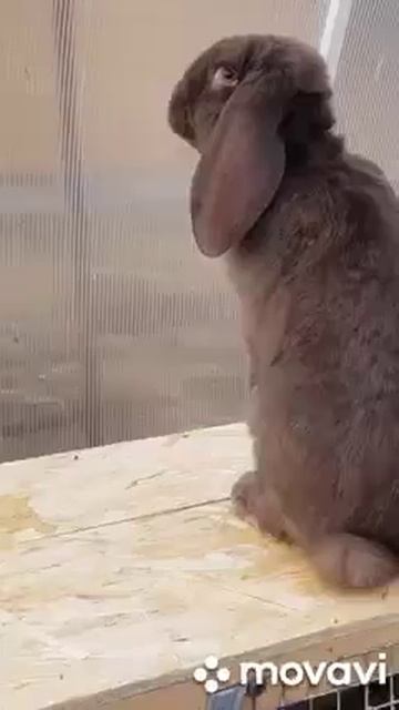 Шоколадная модель