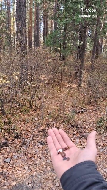 Кормлю птиц с руки