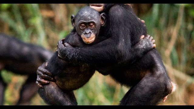 День обезьян