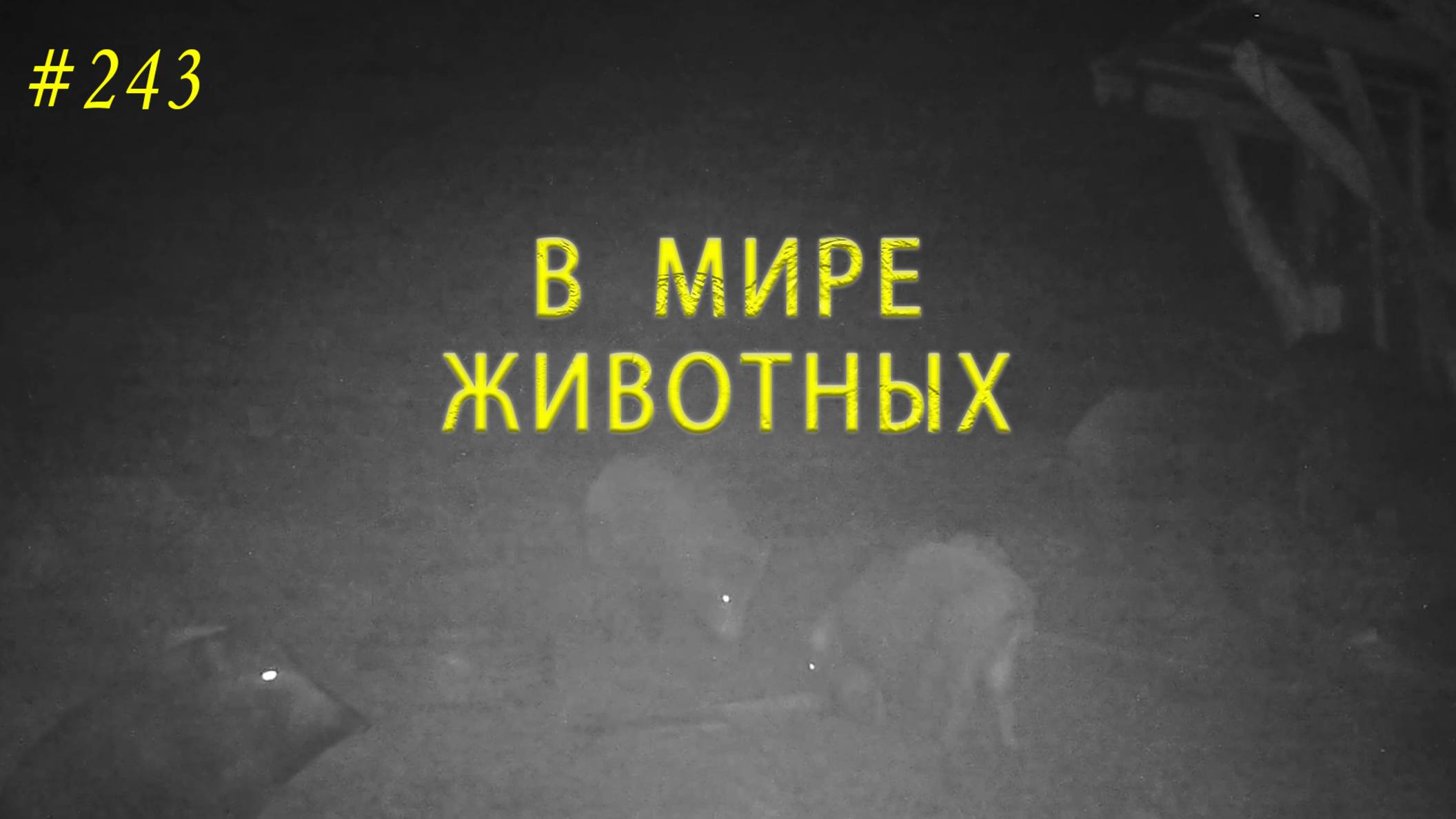 Вечеринка у кормушки: Когда кабаны стали частыми гостями. В мире животных