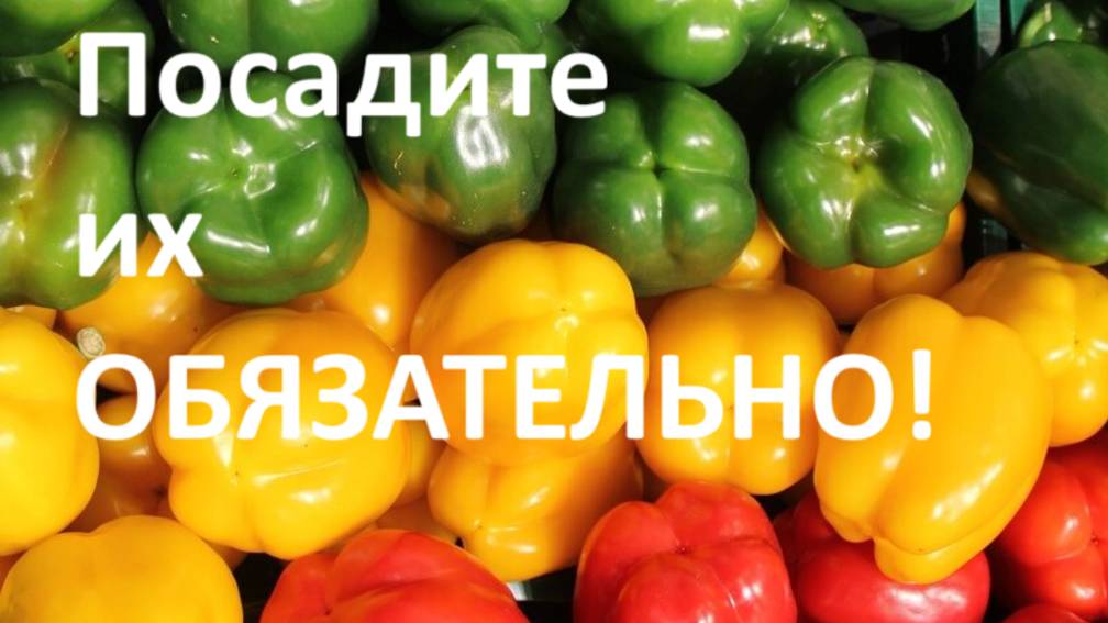 Эти перцы посадите обязательно.