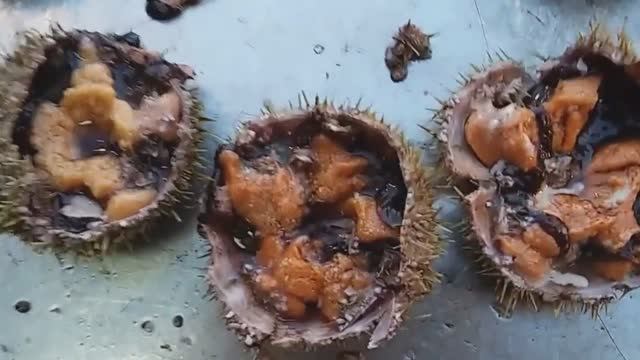 МОРСКИЕ ЕЖИ