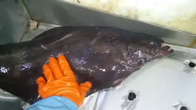 ЧЁРНЫЙ ПАЛТУС