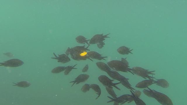 Подводная скала в Абхазии