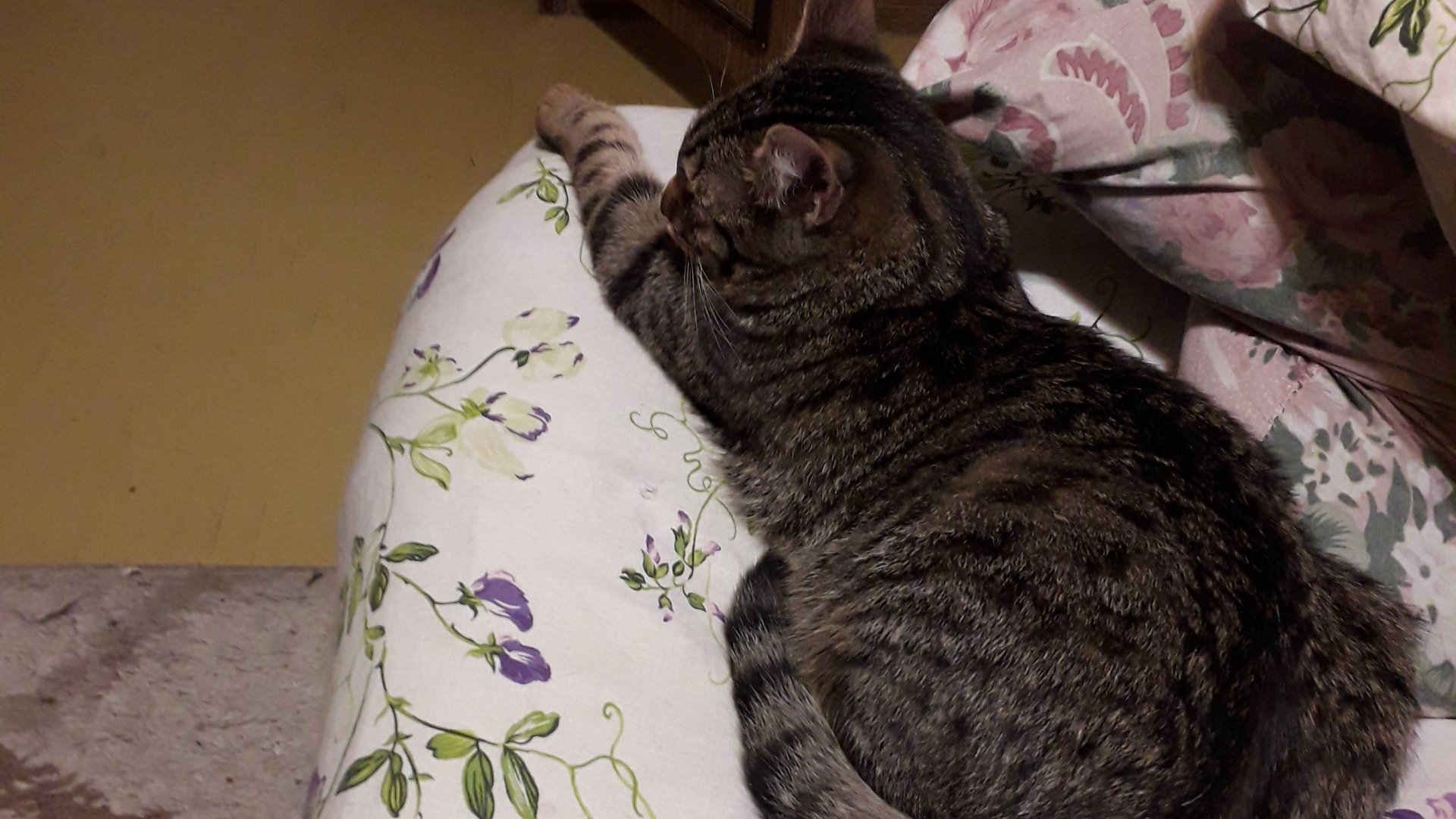 Котенок Барсюша, часть 5!Лежбище котиков!