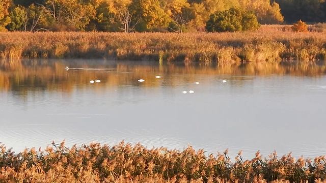 Лебеди озеро Ильмень