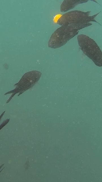 Подводная скала в Абхазии