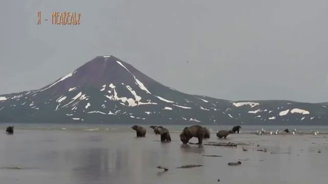 Косолапые истории