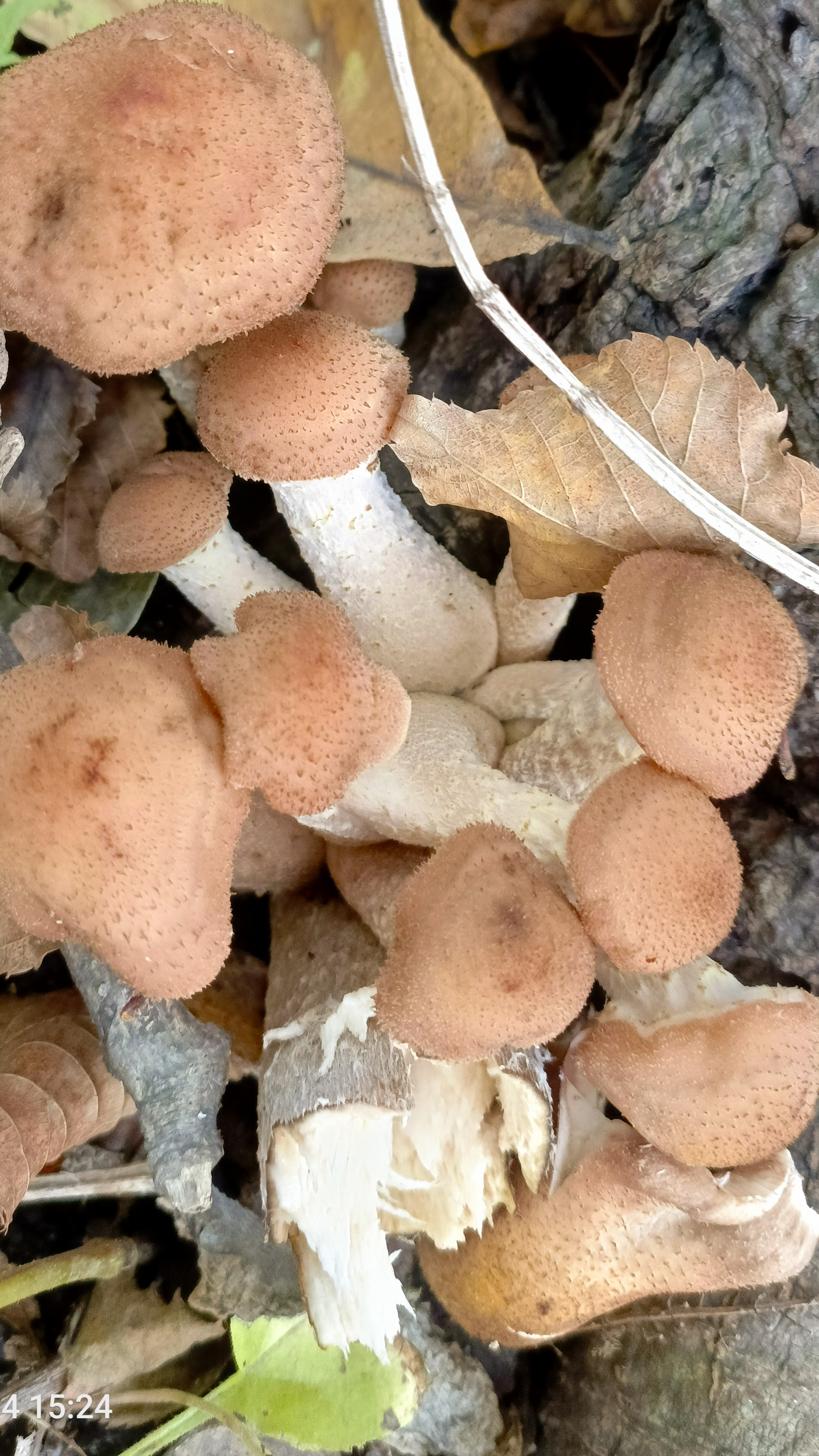 Опят набрала😍😍😍