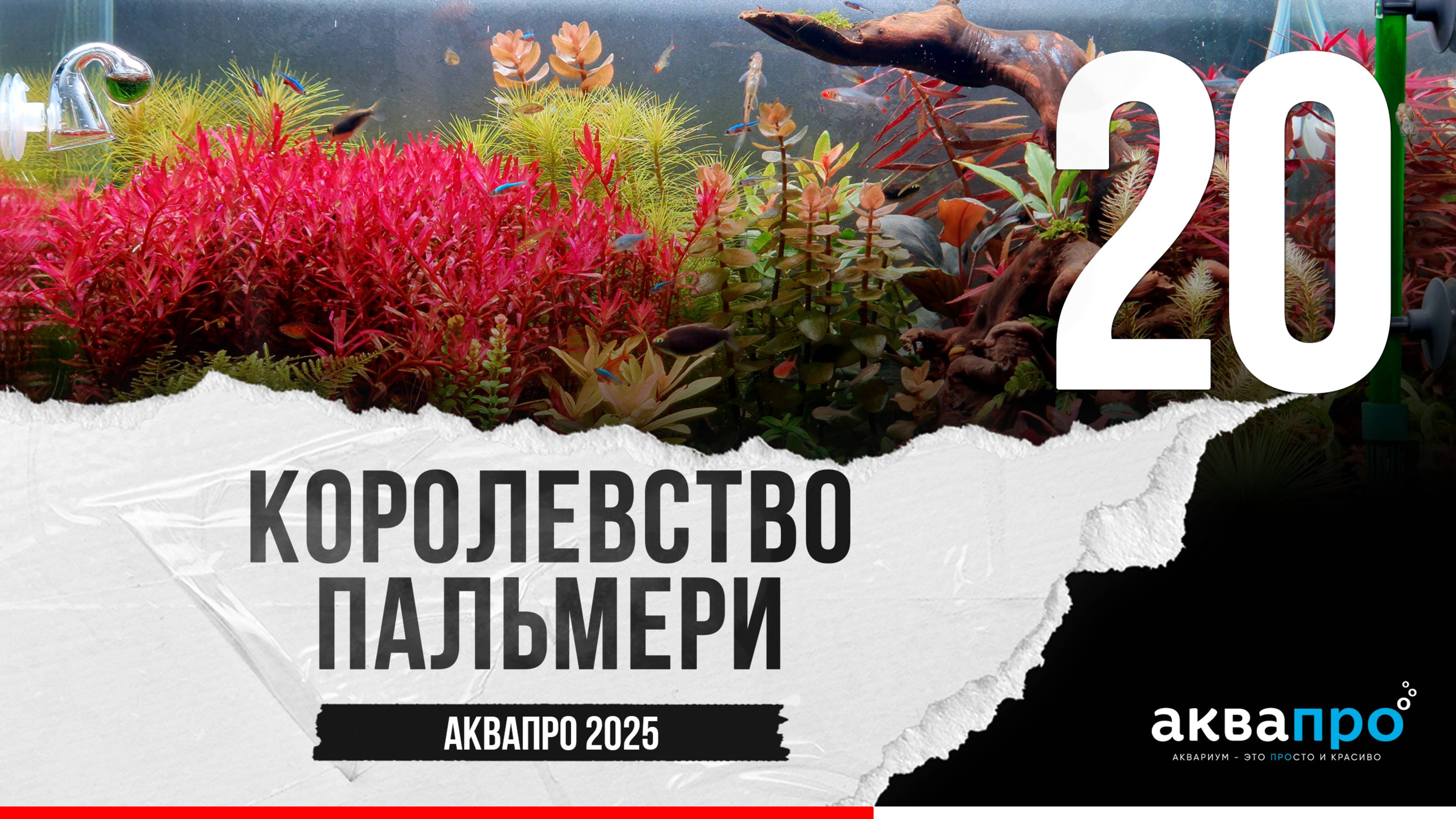 20. Королевство пальмери. #АкваПро
