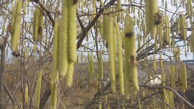 Красота, как пчёлы уже в феврале собирают пыльцу!