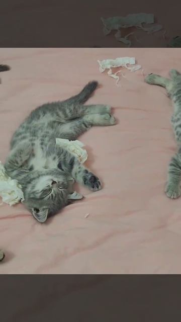 Кото лежбище 😺