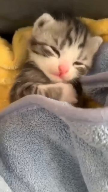 Няшных снов 😽