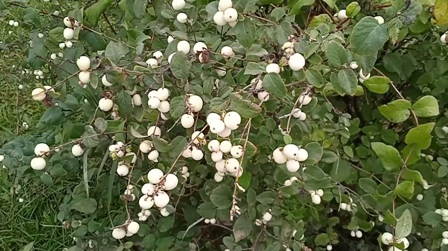 Декоративный снежноягодник в октябре: с ъедобны ли его ягоды