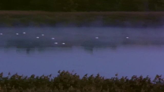 Лебеди озеро Ильмень 0