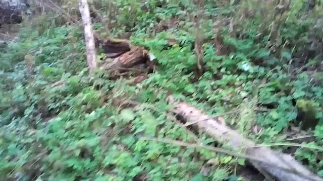 НА УТИНОЙ ОХОТЕ