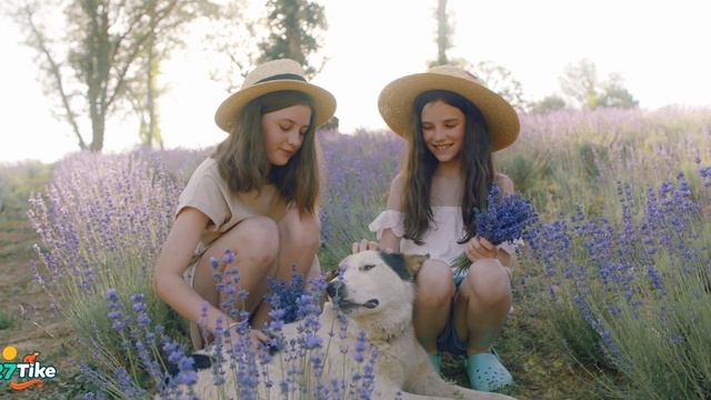 Собачья жизнь. Песня