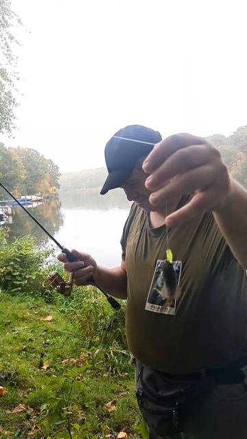 Жадность — двигатель клёва! Бычок атакует приманку для окуня!