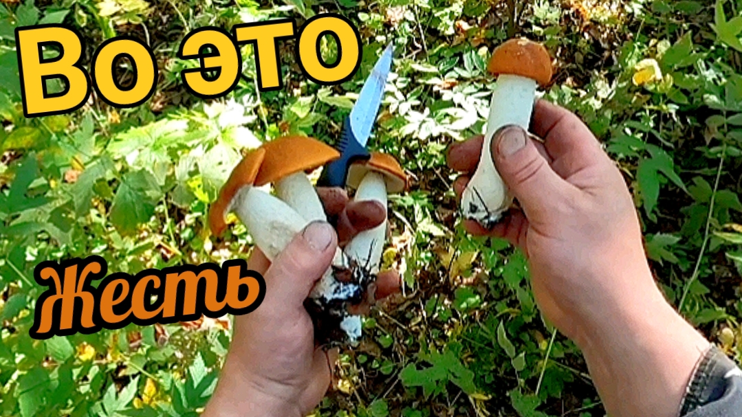 Грибники были в шоке! Идём друг за другом и собираем грибы!