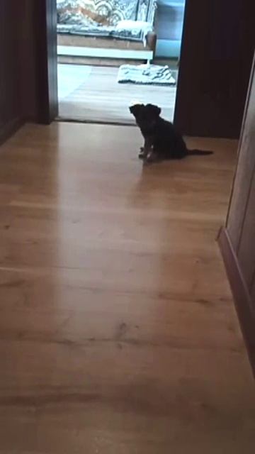 Джерри хочет кушать и ищет друга (28)/Повадки Чихуашки