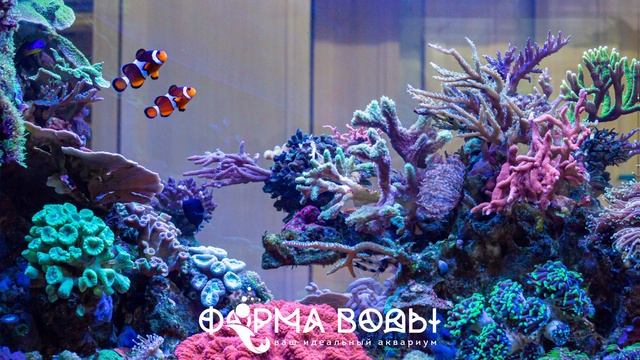 В сердце моря, риф 300 л