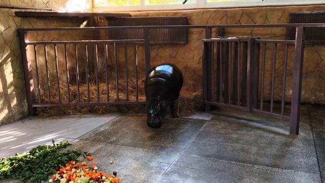 💚 Красавица Найма из уличного вольера перебралась в павильон «Животные 🌴 Африки».