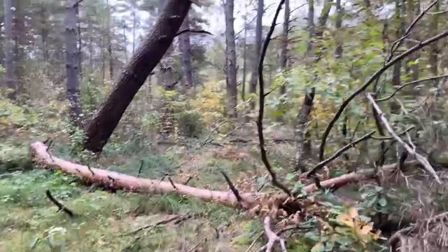 Прогулка в лес за грибами 27 сентября. Грибы Зеленый моховик и Синяк.