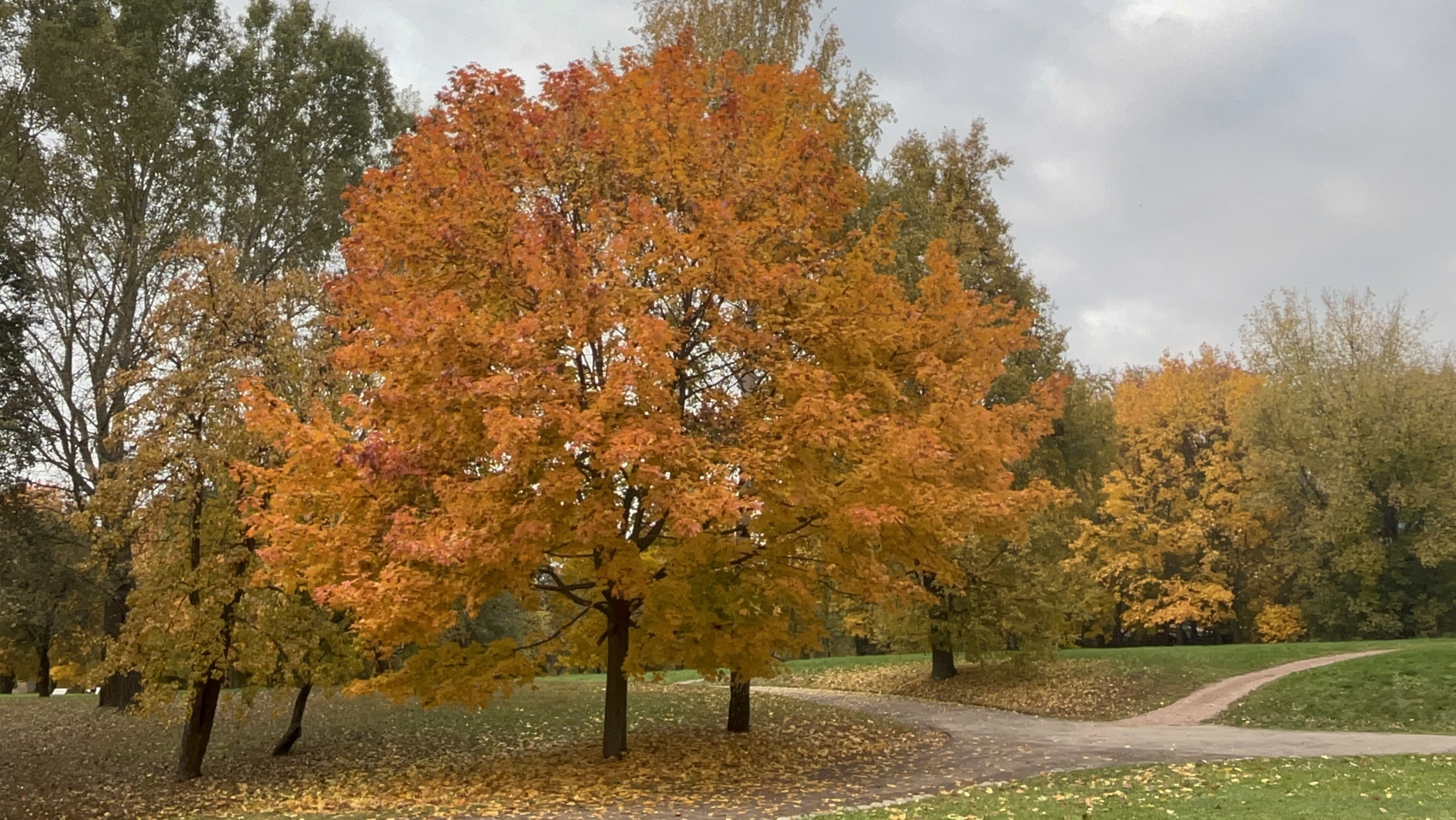 Царицыно-краски осени_08-10-2025